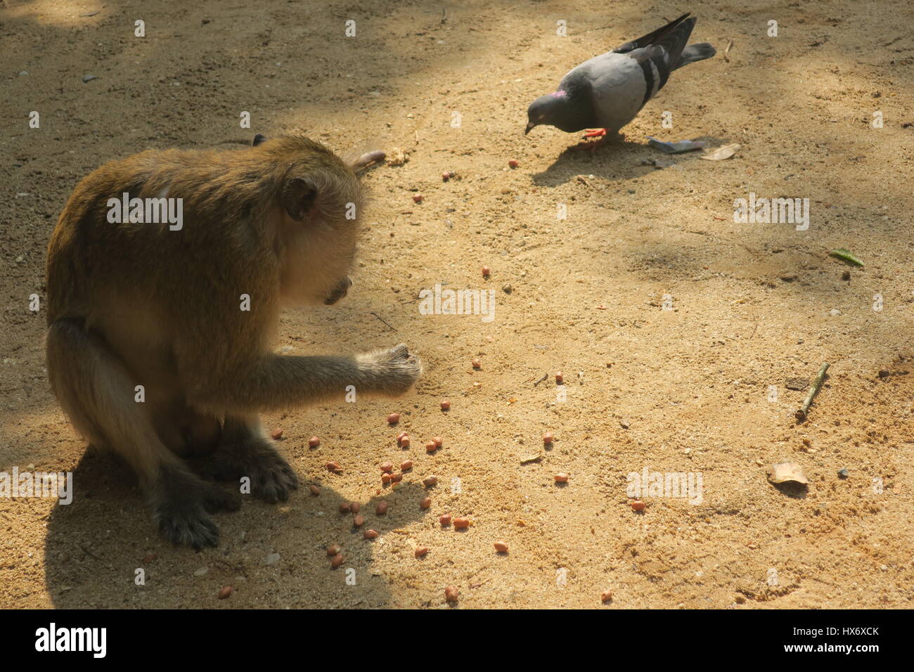The monkey and the pigeon are eating peanuts on a sandy ground at a ...