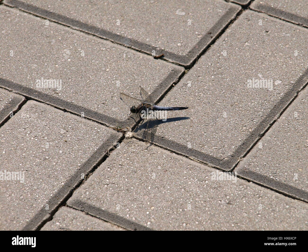 Dragonfly on paved road Stock Photo - Alamy