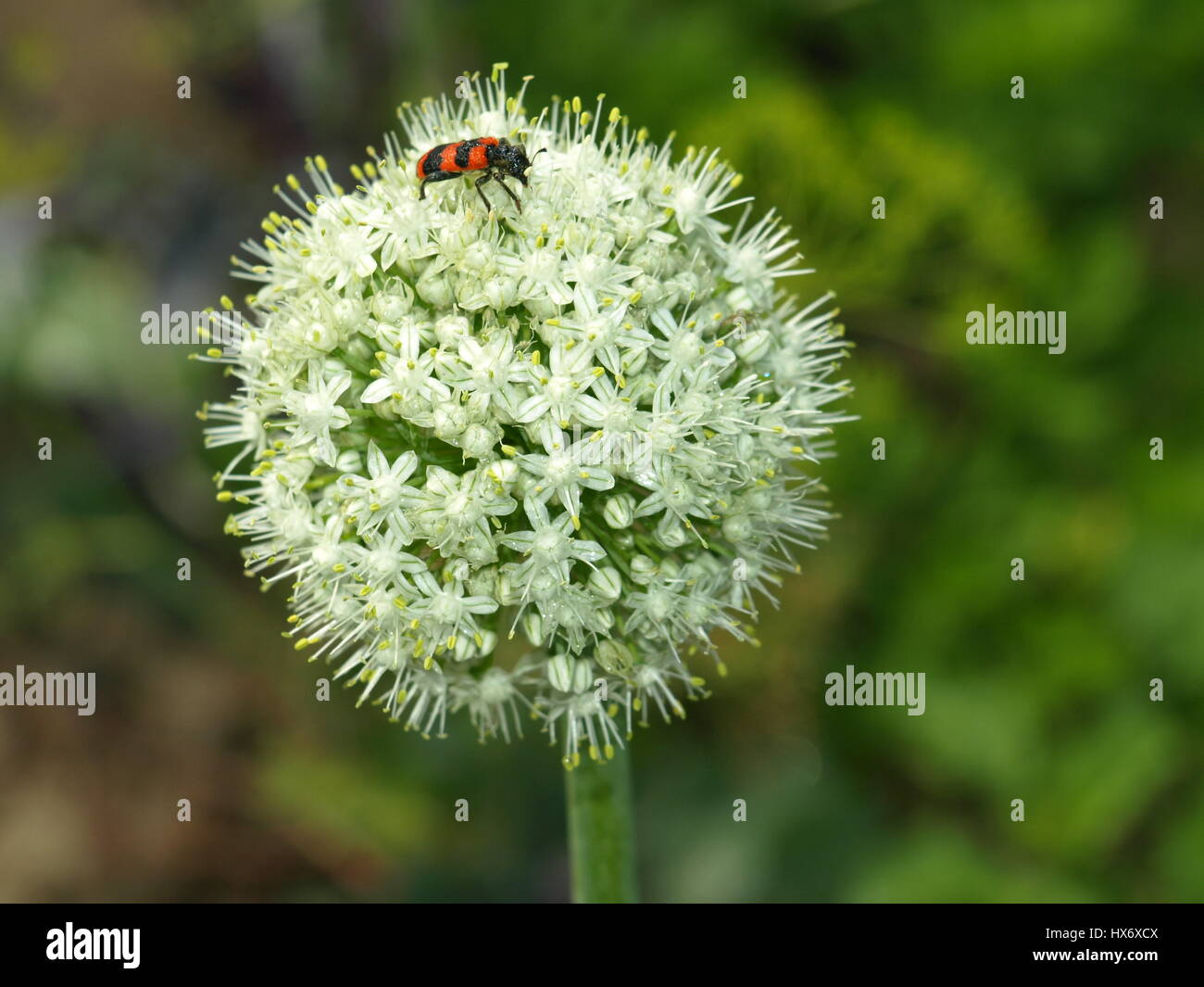 Red onion flower hi-res stock photography and images - Alamy
