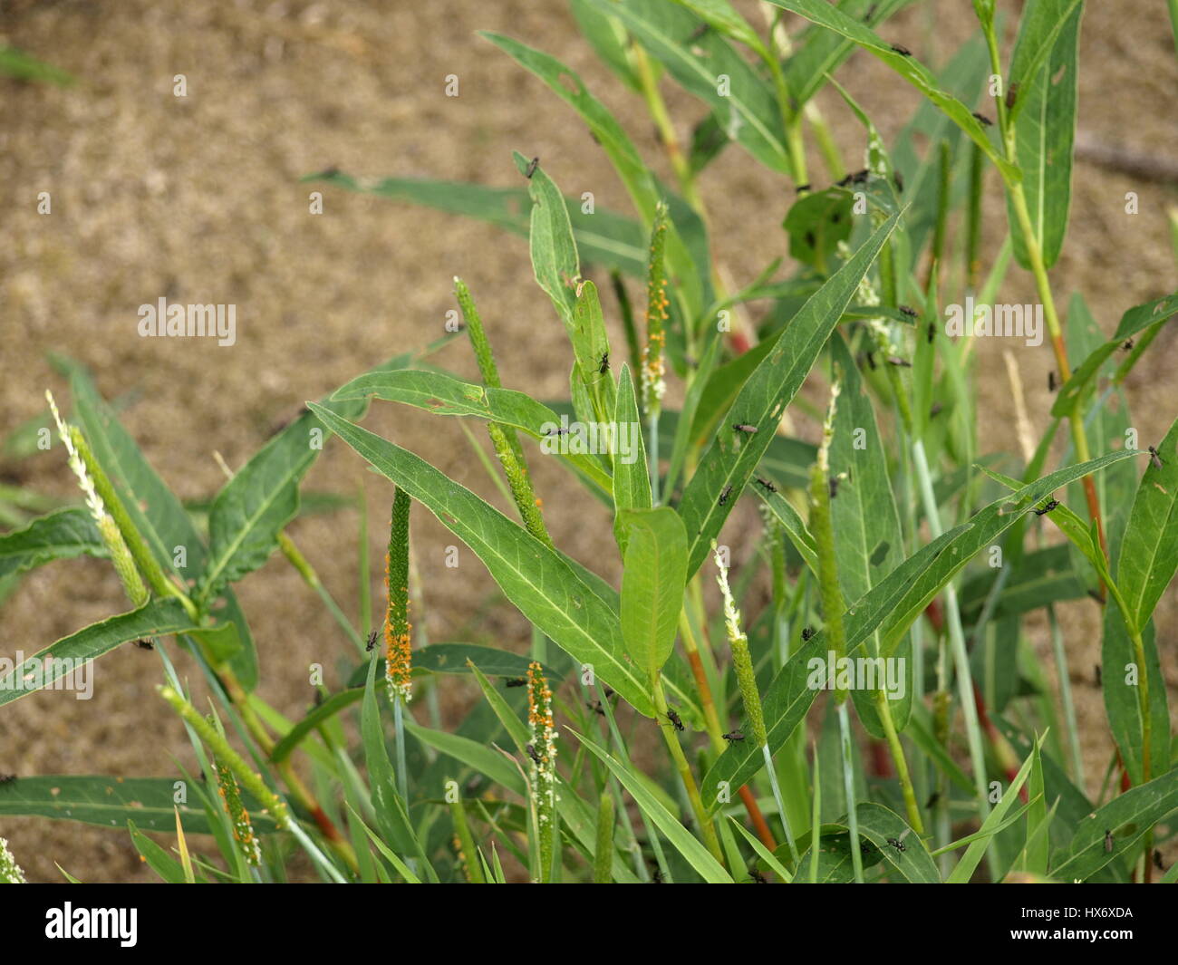 Leaf chewing insects hi-res stock photography and images - Alamy