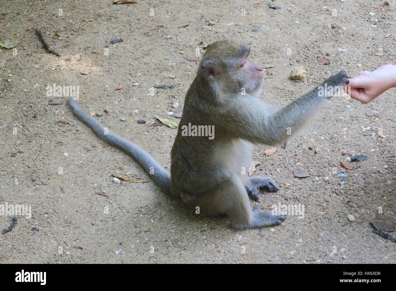 A monkey is taking peanuts of the tourist's hand in a park near temple ...