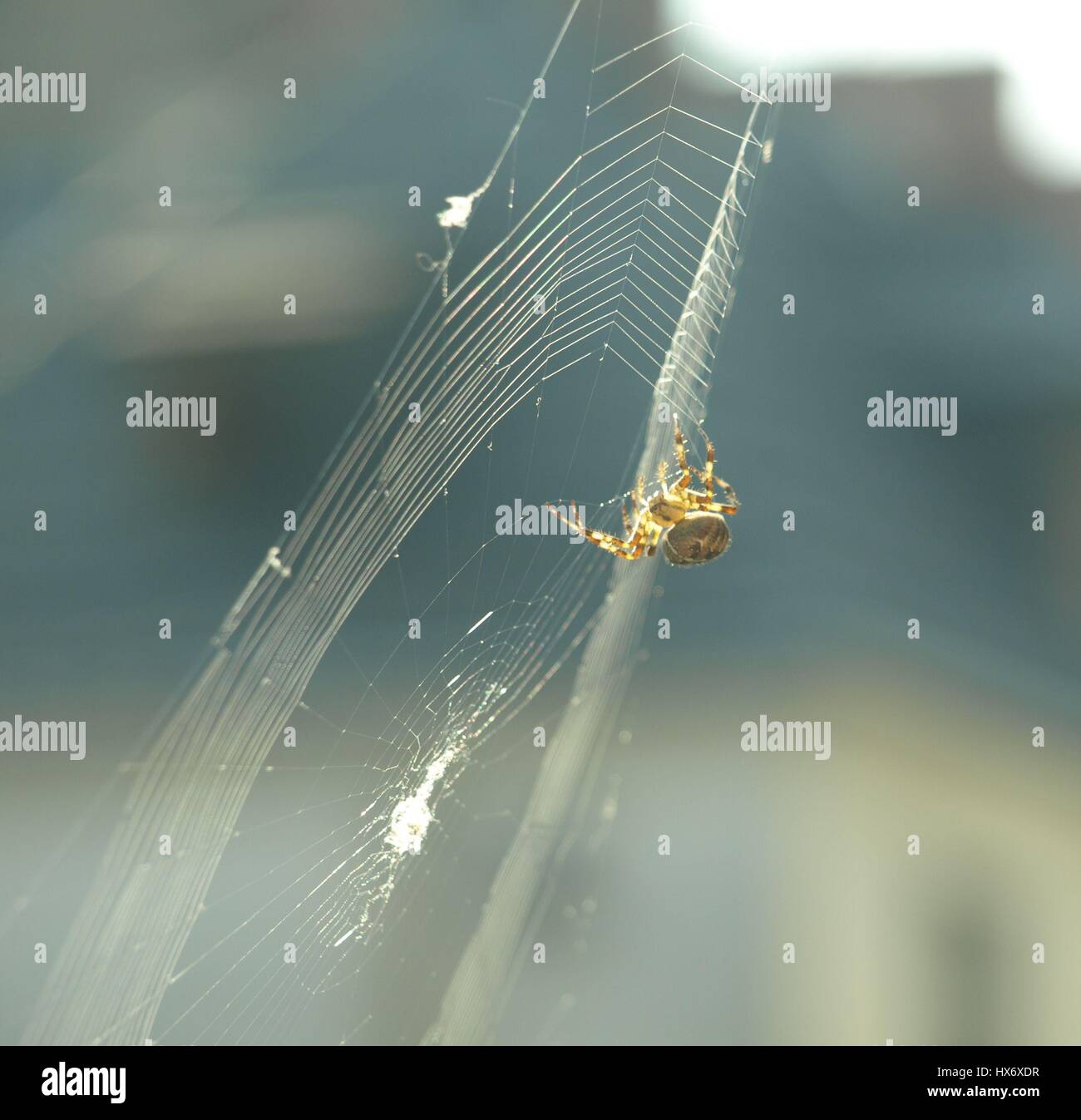 Invertebrate spider funnel web hi-res stock photography and images - Alamy