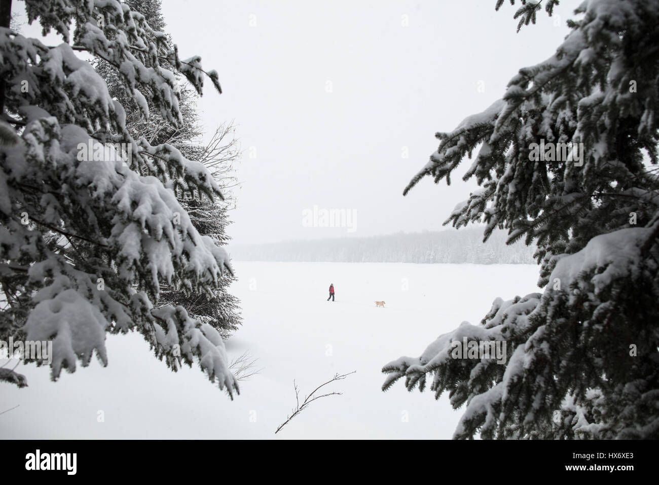A lady snowshoes with a Yellow Labrador Retriever (yellow lab) dog ...