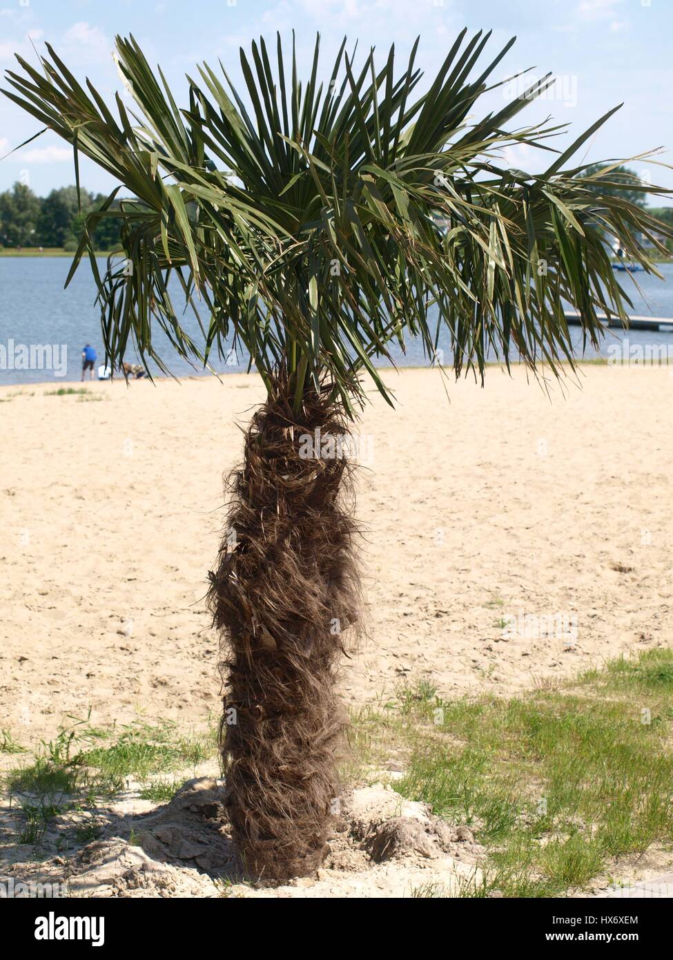 Palm tree on beach Stock Photo - Alamy