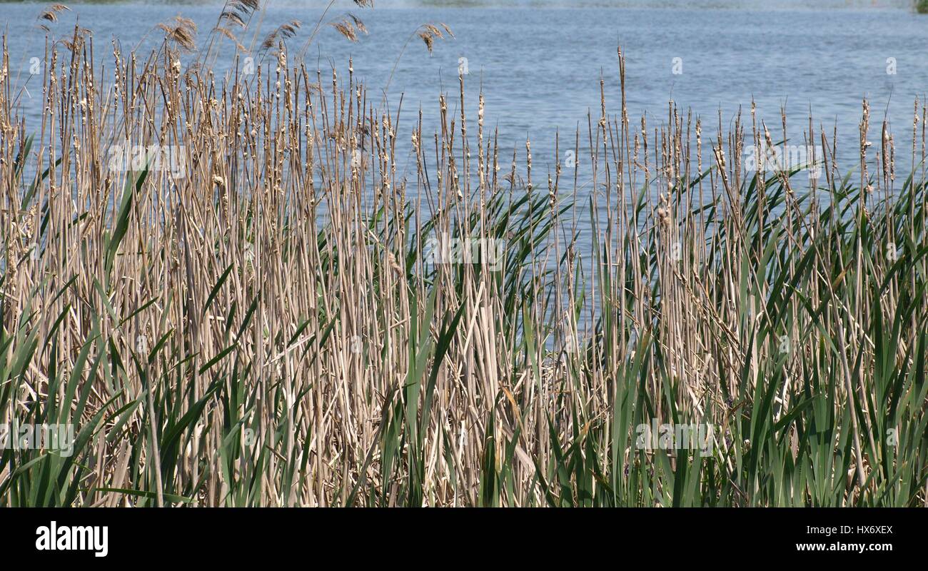 Blue flags for purity of its water hi-res stock photography and images ...