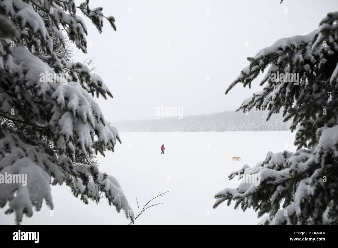 A lady snowshoes with a Yellow Labrador Retriever (yellow lab) dog ...