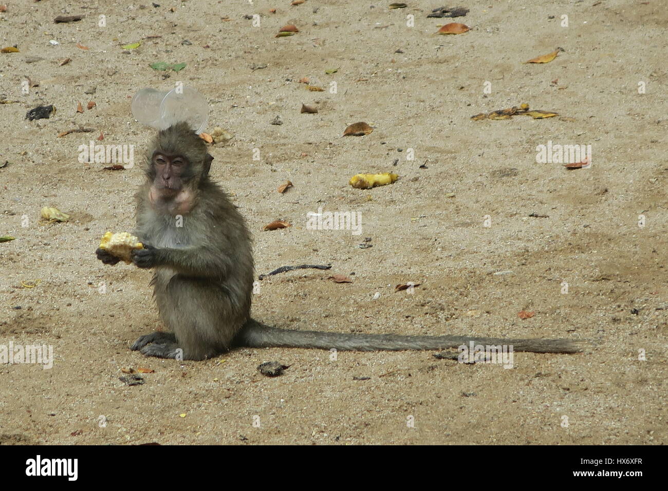 A small monkey with very long tail is eating corn on a sandy ground ...