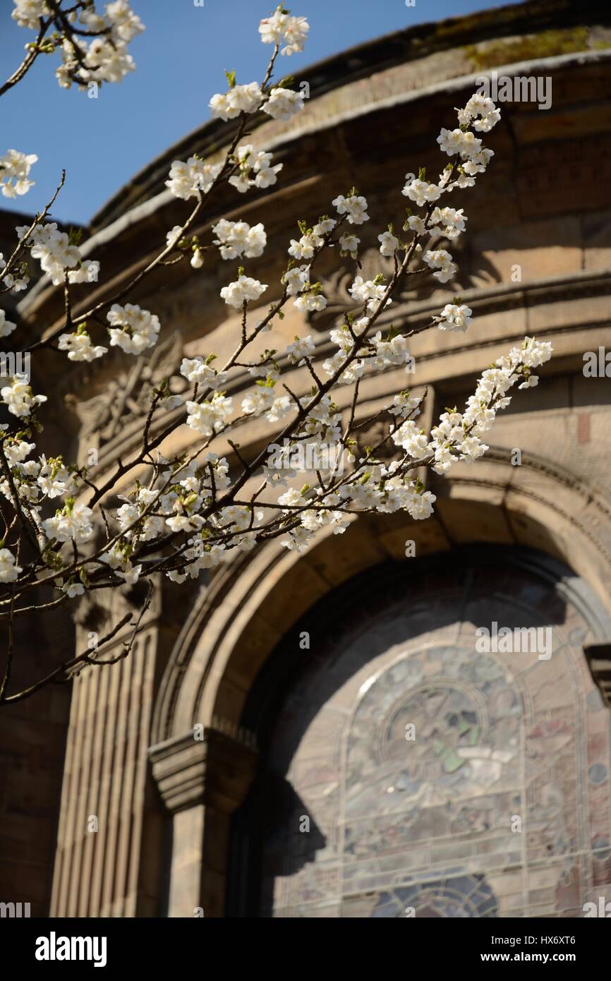Early spring blossom hi-res stock photography and images - Alamy