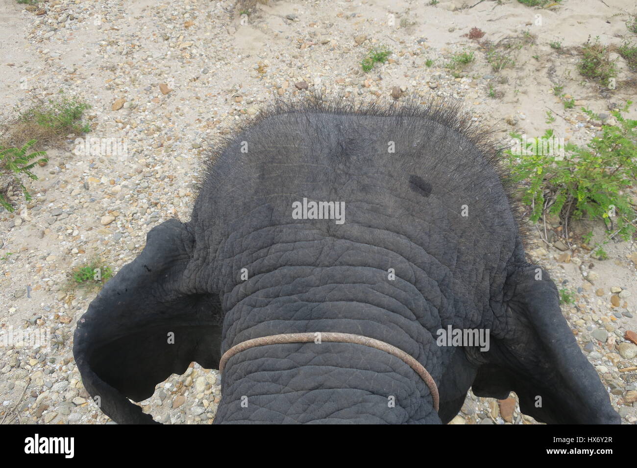 A close-up of a hairy head of an elephant from a wooden seat on ...