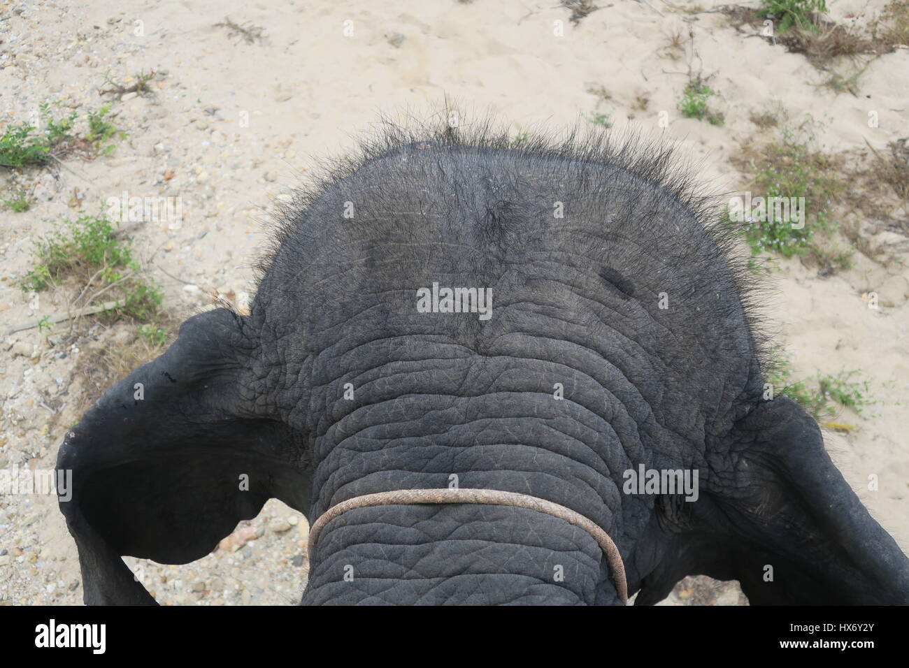 A close-up of a hairy head of an elephant from a wooden seat on ...