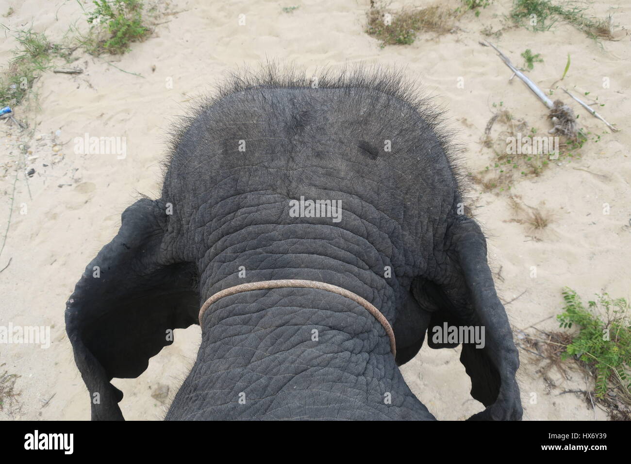 A close-up of a hairy head of an elephant from a wooden seat on ...