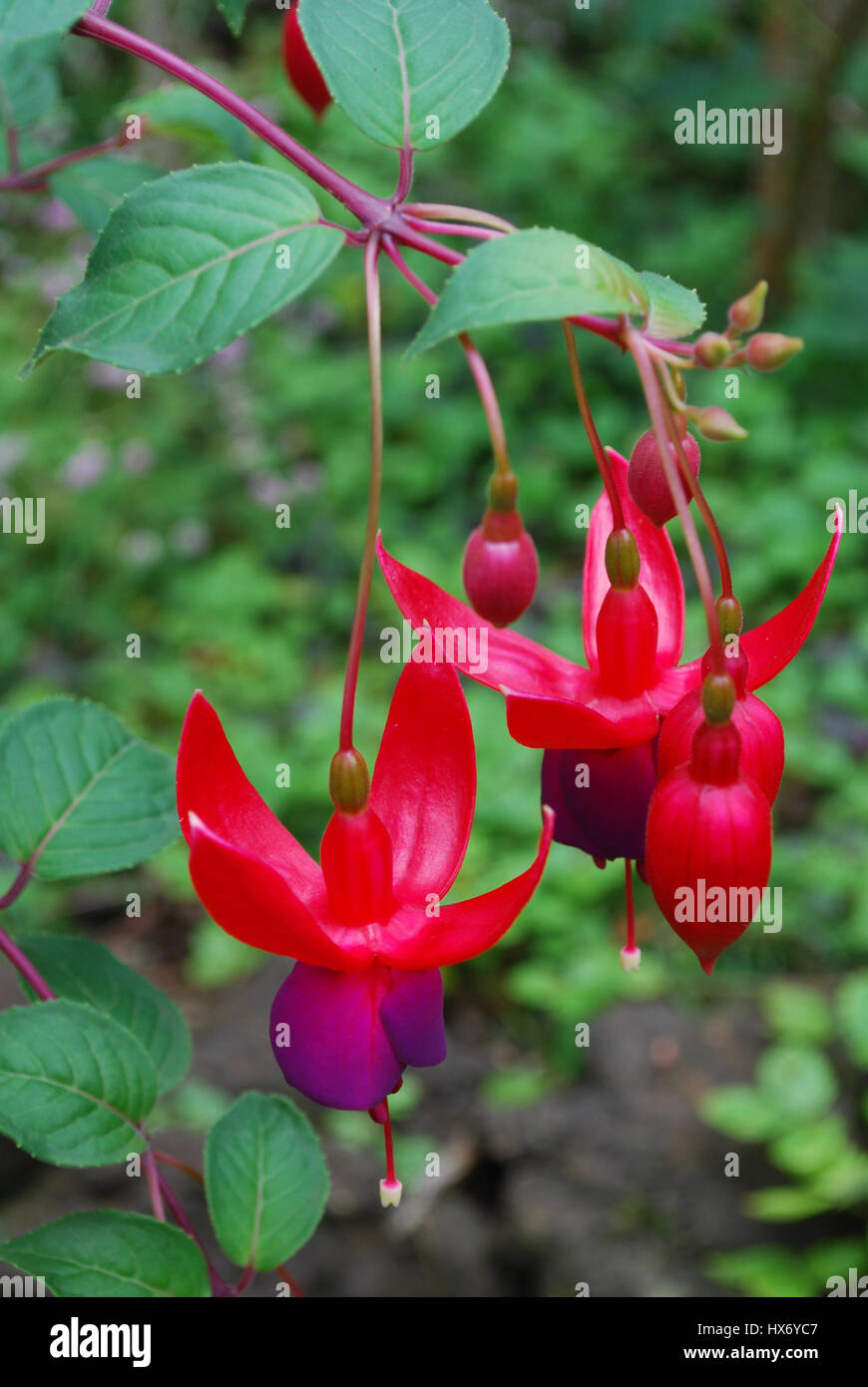 Red Hardy Fuchsia Stock Photos & Red Hardy Fuchsia Stock Images - Alamy