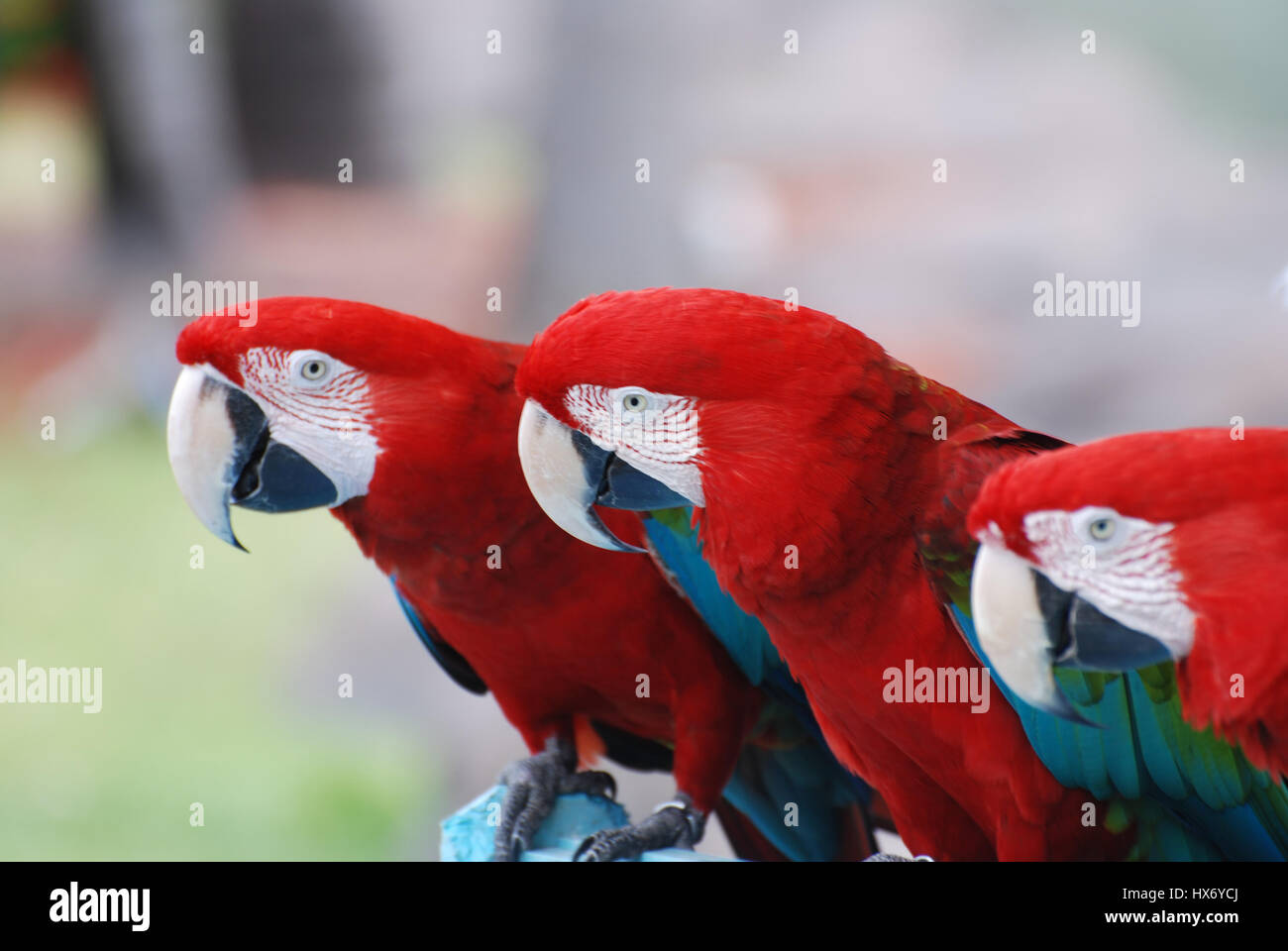 Three macaws hi-res stock photography and images - Alamy