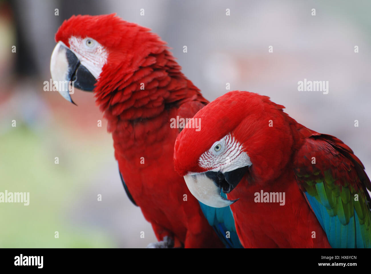Pair of scarlet macaw bird sitting side by side Stock Photo - Alamy
