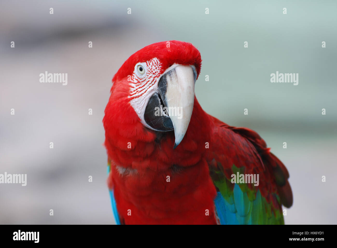 An up close look at the face of a scarlet macaw bird Stock Photo - Alamy