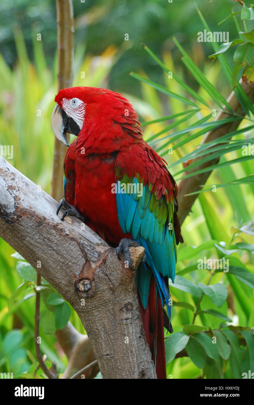 Scarlet macaw bird sitting perched on a tree branch Stock Photo - Alamy