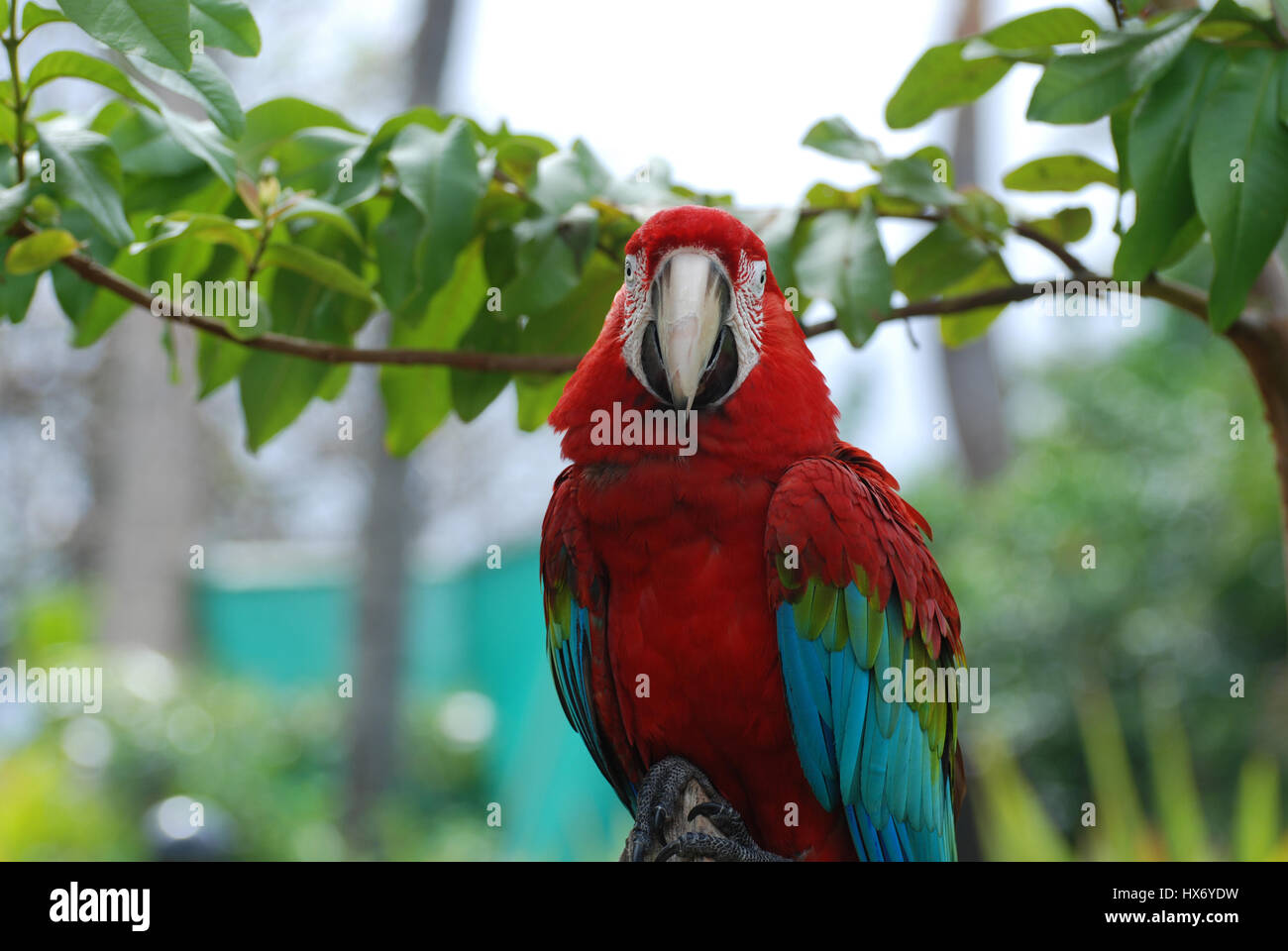 Lesser antillean macaw hi-res stock photography and images - Alamy