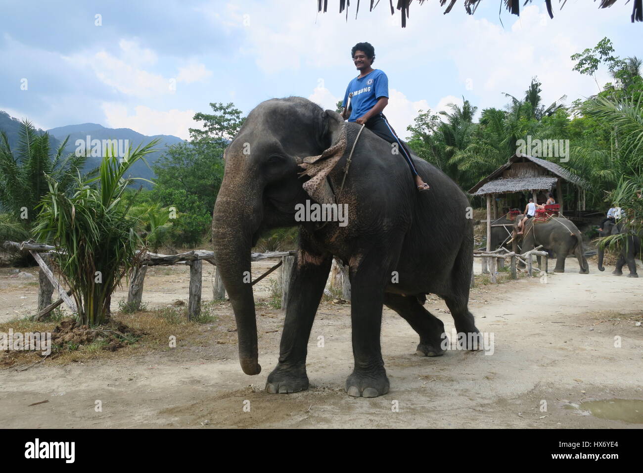 A man is sitting on bare back of an elephant, without seat. A rope ...