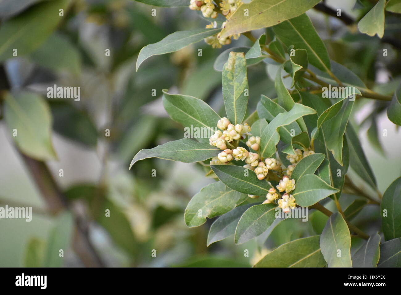 Zoomed in flower hi-res stock photography and images - Alamy