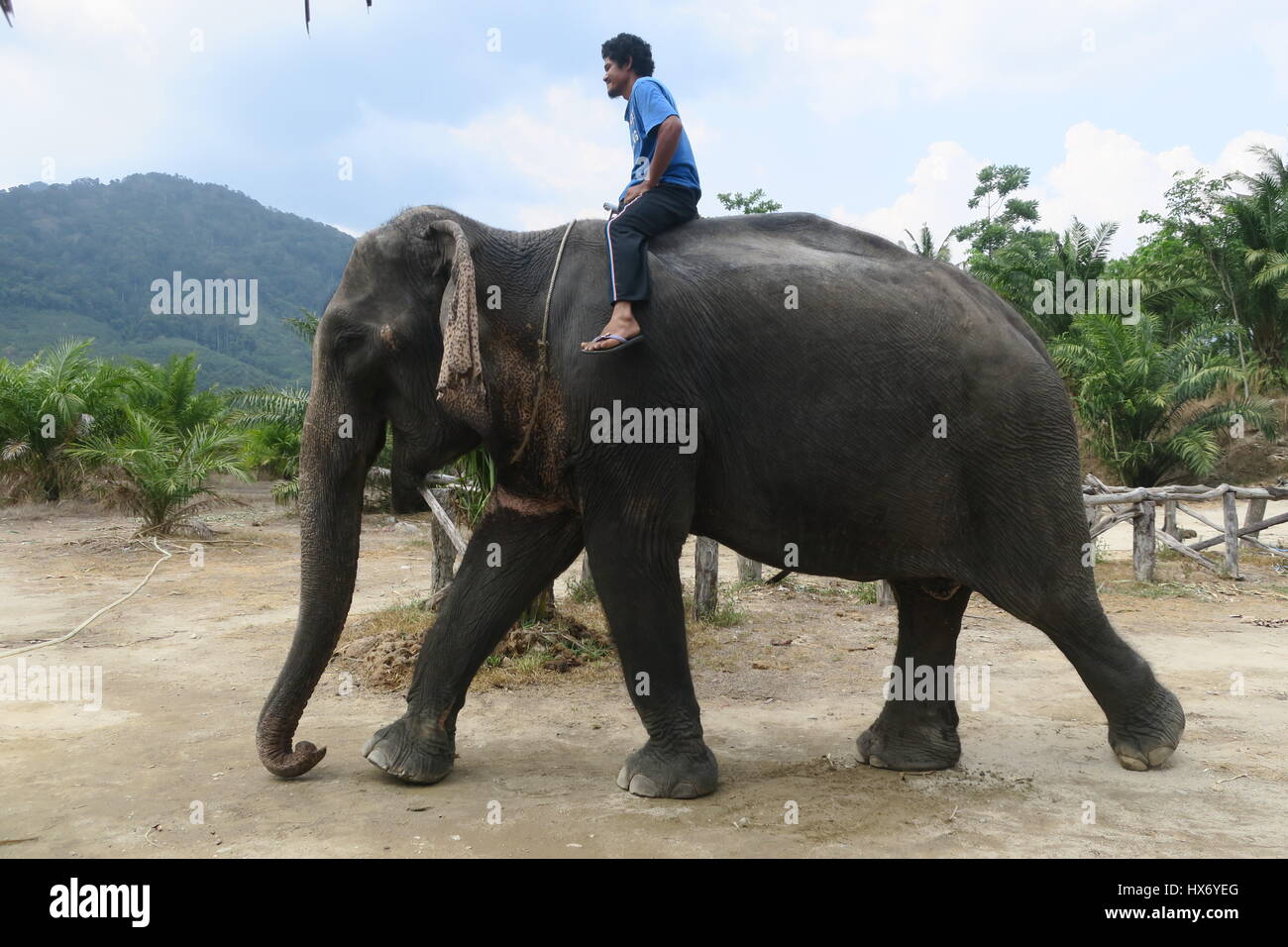 A man is sitting on bare back of an elephant, without seat. A rope ...