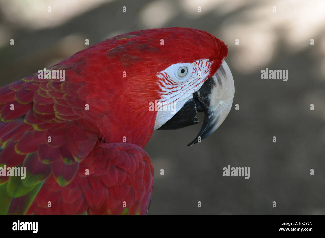 A side view of a scarlet macaw bird Stock Photo - Alamy