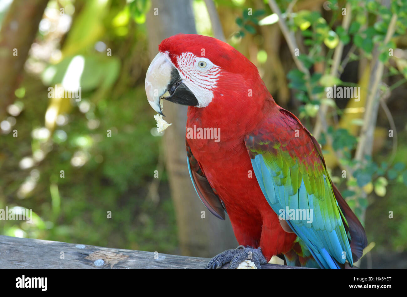 Scarlet macaw bird eating a piece of bread crumbs Stock Photo - Alamy