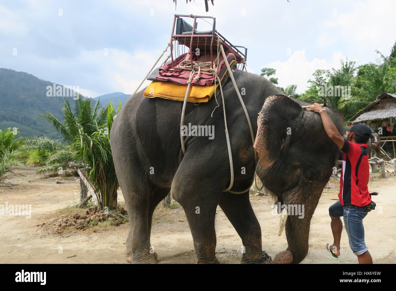 Man is climbing on elephant's trunk to its back. There's a wooden seat ...