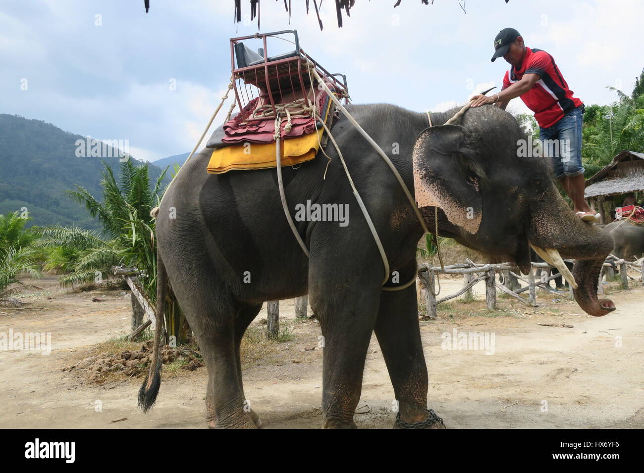 Rope around elephant hi-res stock photography and images - Alamy