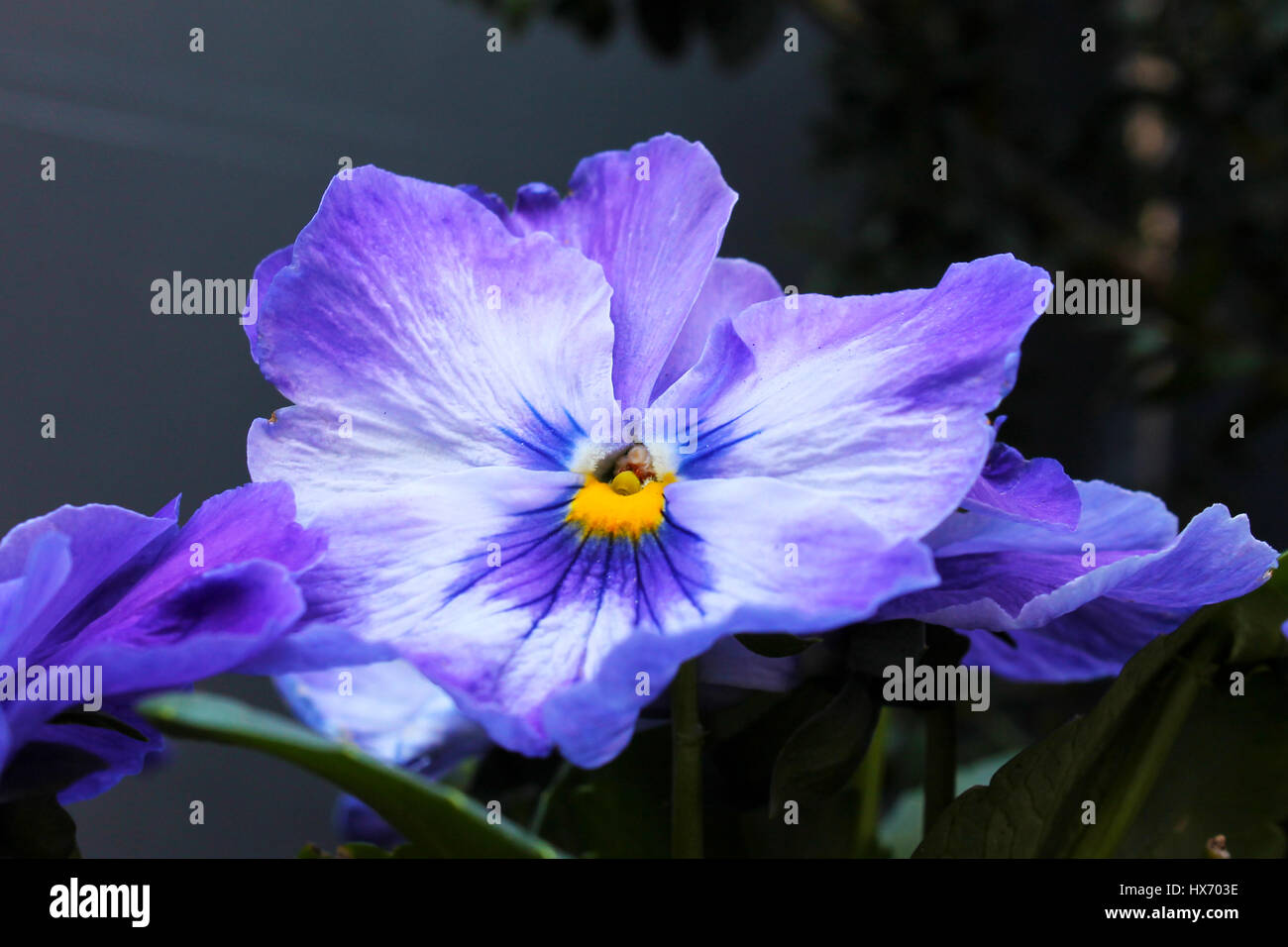 Blue pansy in the wild hi-res stock photography and images - Alamy