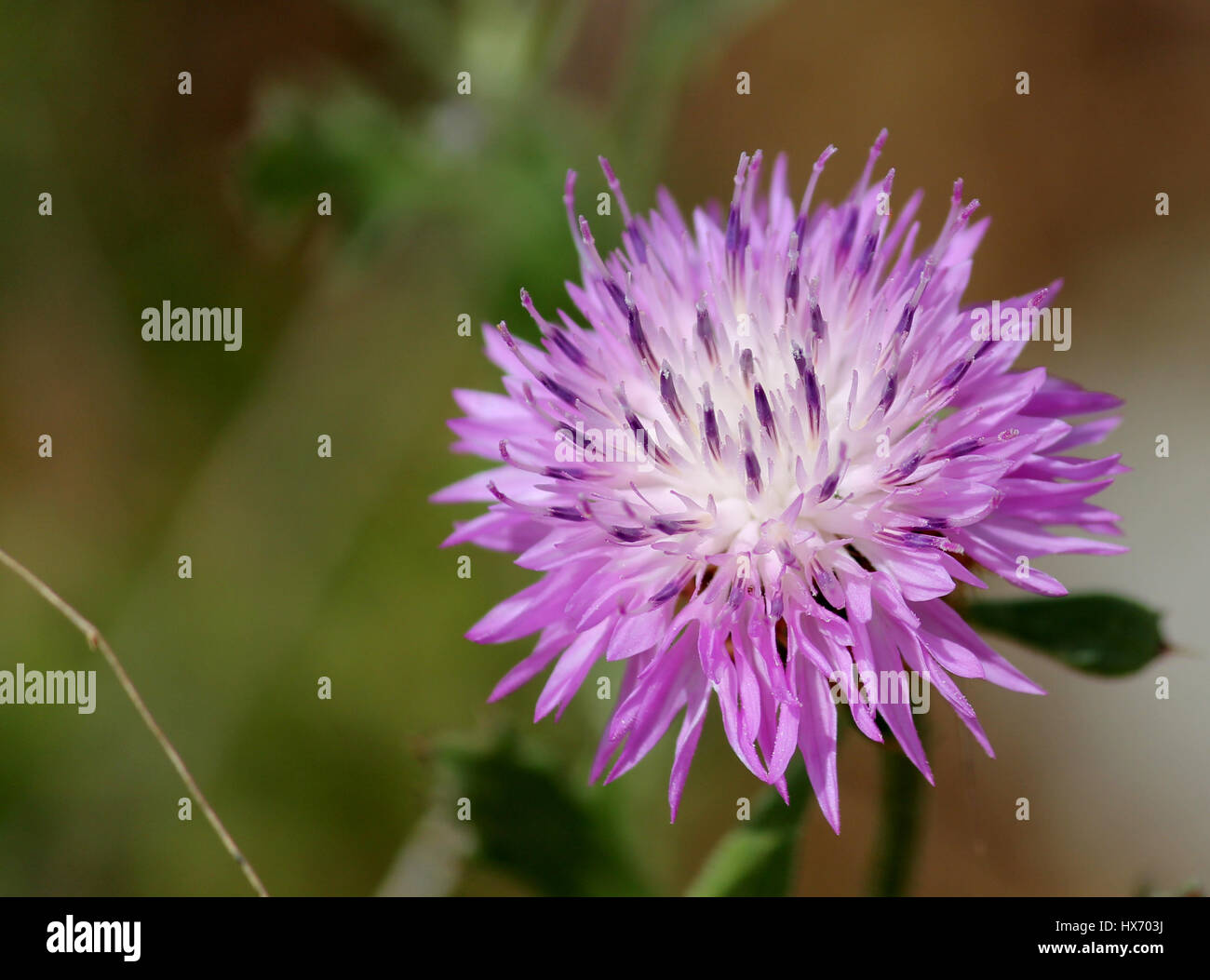 Wild Thistle pink white and purple flower at the forest (Cynara Humilis ...