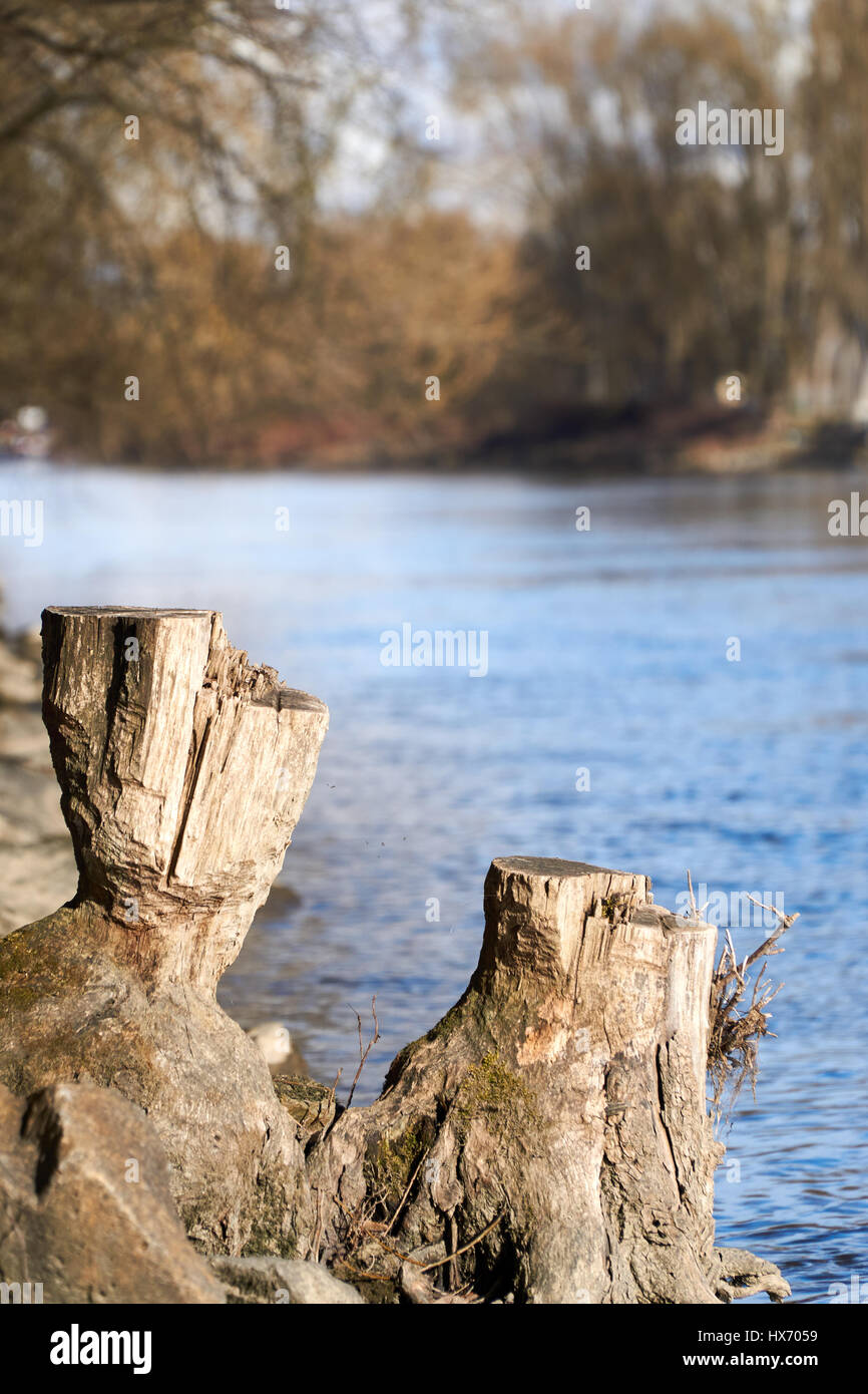 River Bank Tree Root Roots Stock Photos & River Bank Tree Root Roots ...