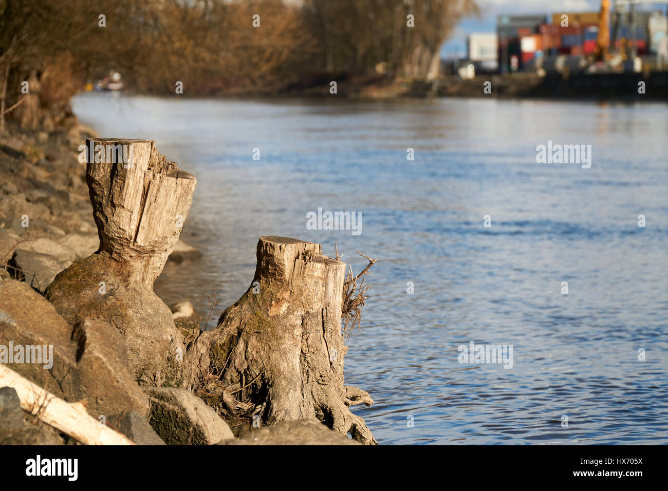 Stump in the near of a river Stock Photo - Alamy