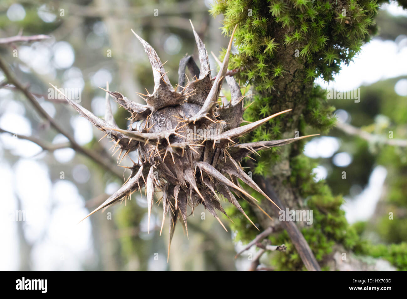 Thorny seed hi-res stock photography and images - Alamy