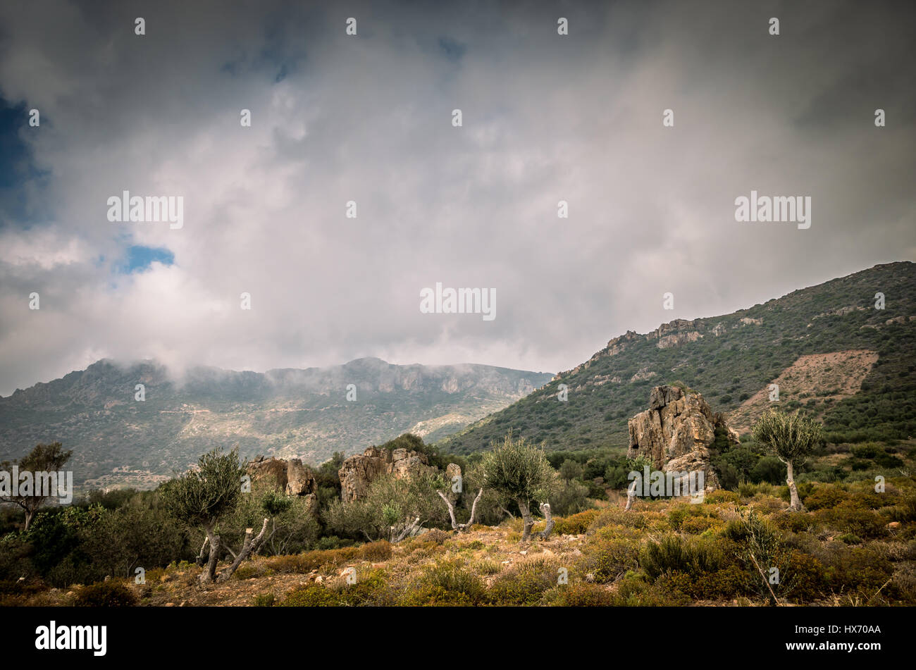 Crete island, Greece. Cretan landscape with rocks and olive trees Stock ...