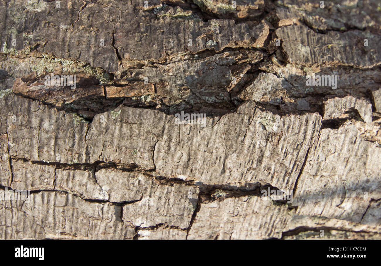 bark texture on a trunk Stock Photo - Alamy