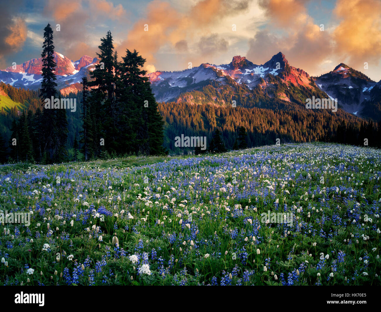 Wildflowers Mount Rainier Sunset