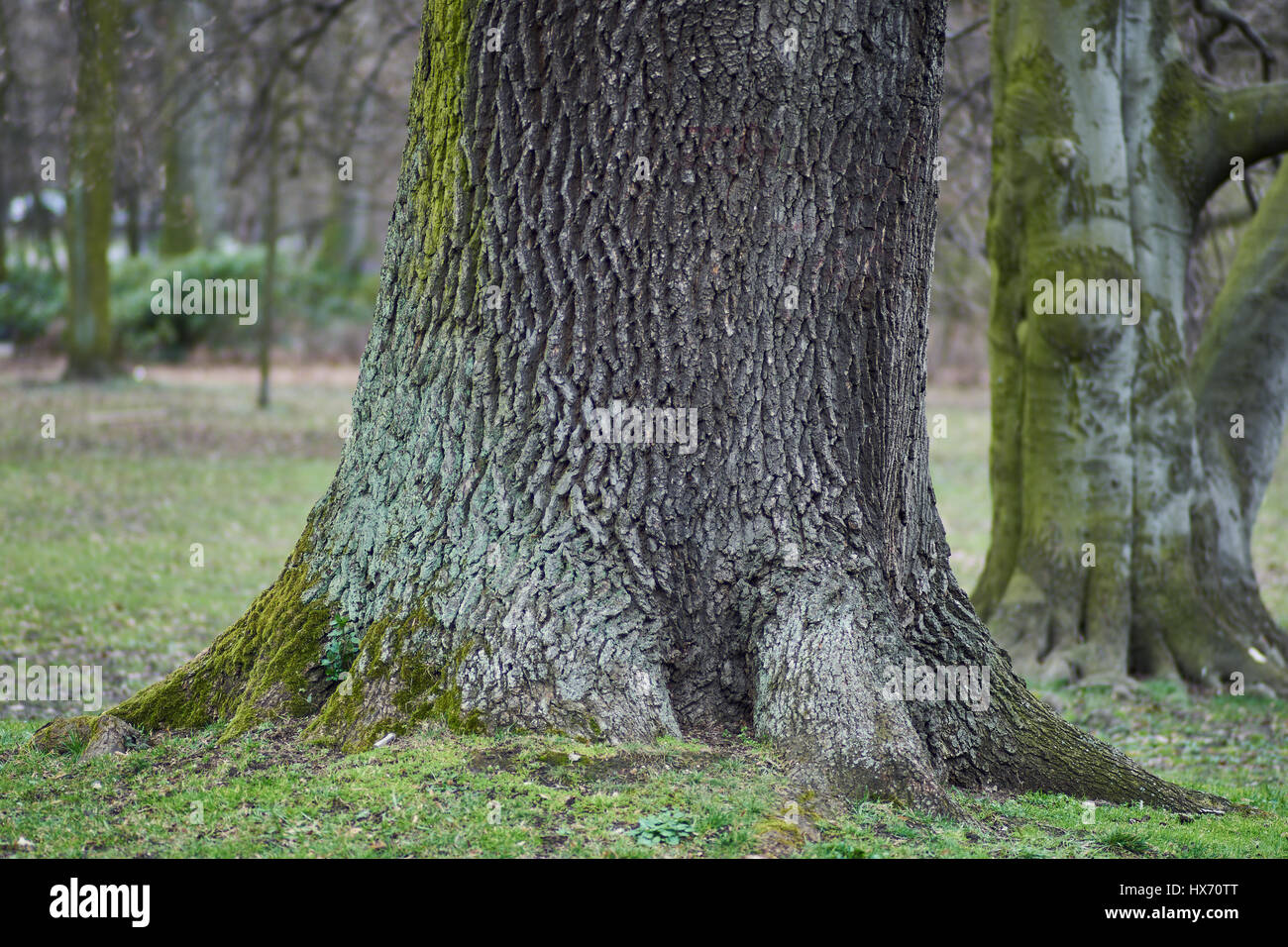 Old common oak tree covered with moss algae and lichens Quercus robur ...