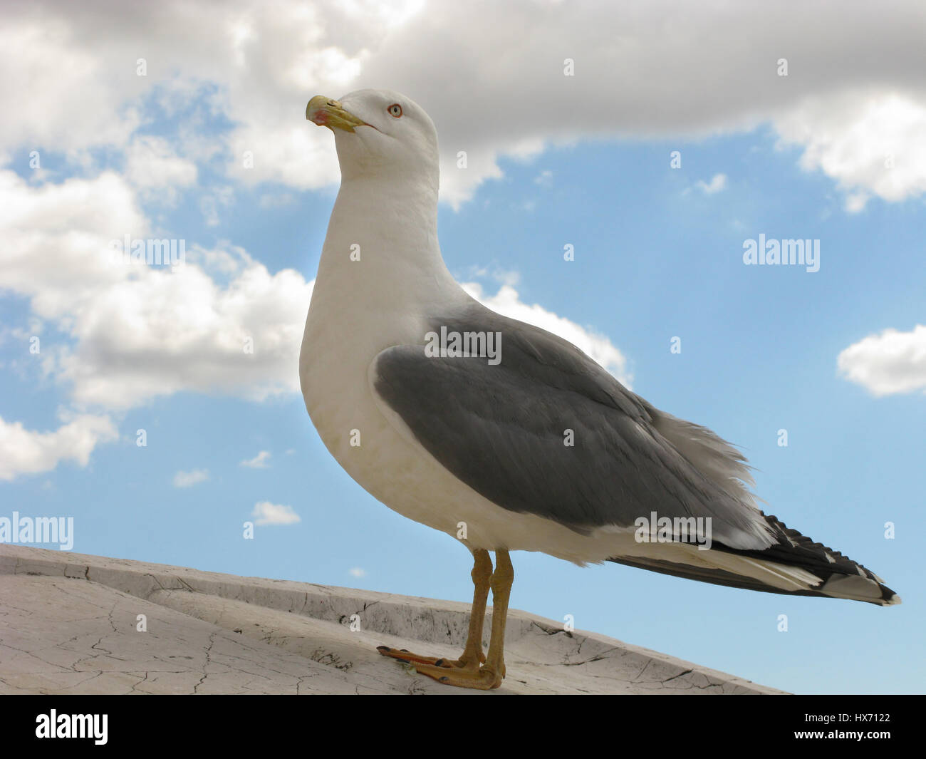 A Proud seagull Stock Photo - Alamy