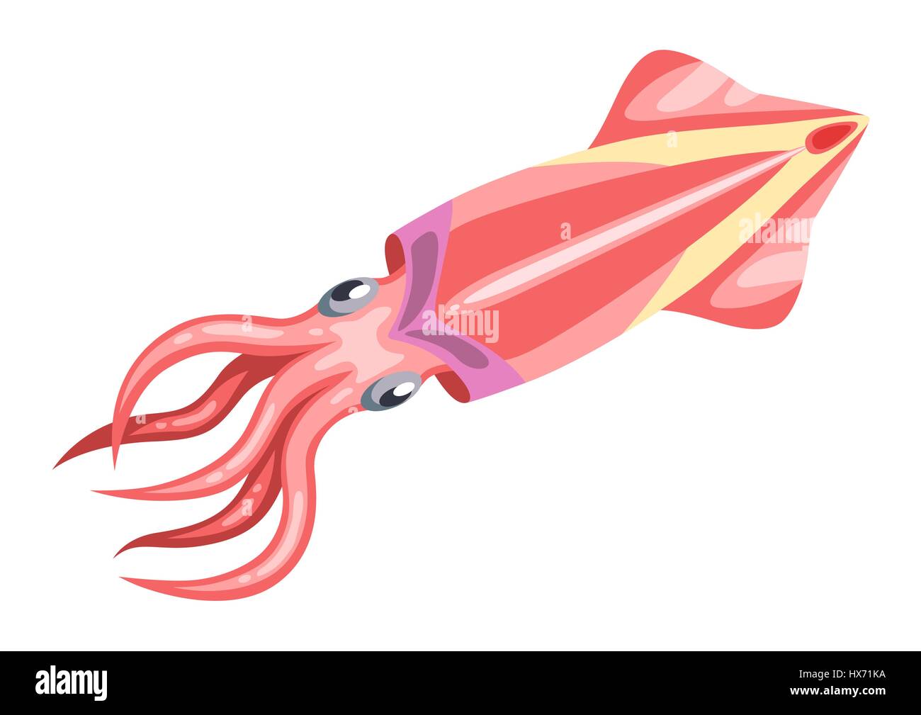 Squid Vector