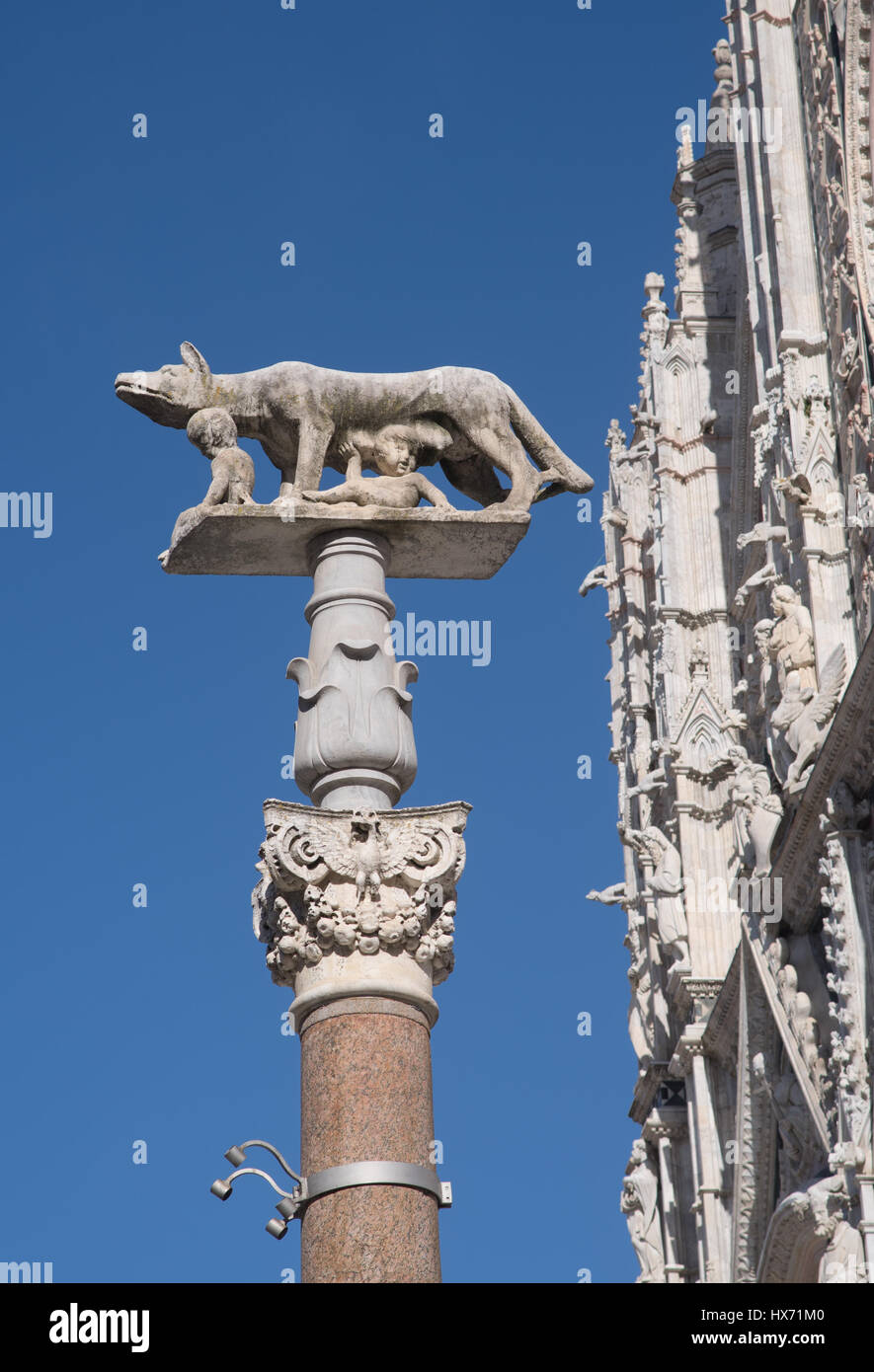 She-wolf with Romulus and Remus in front of the Duomo of Siena, Tuscany ...