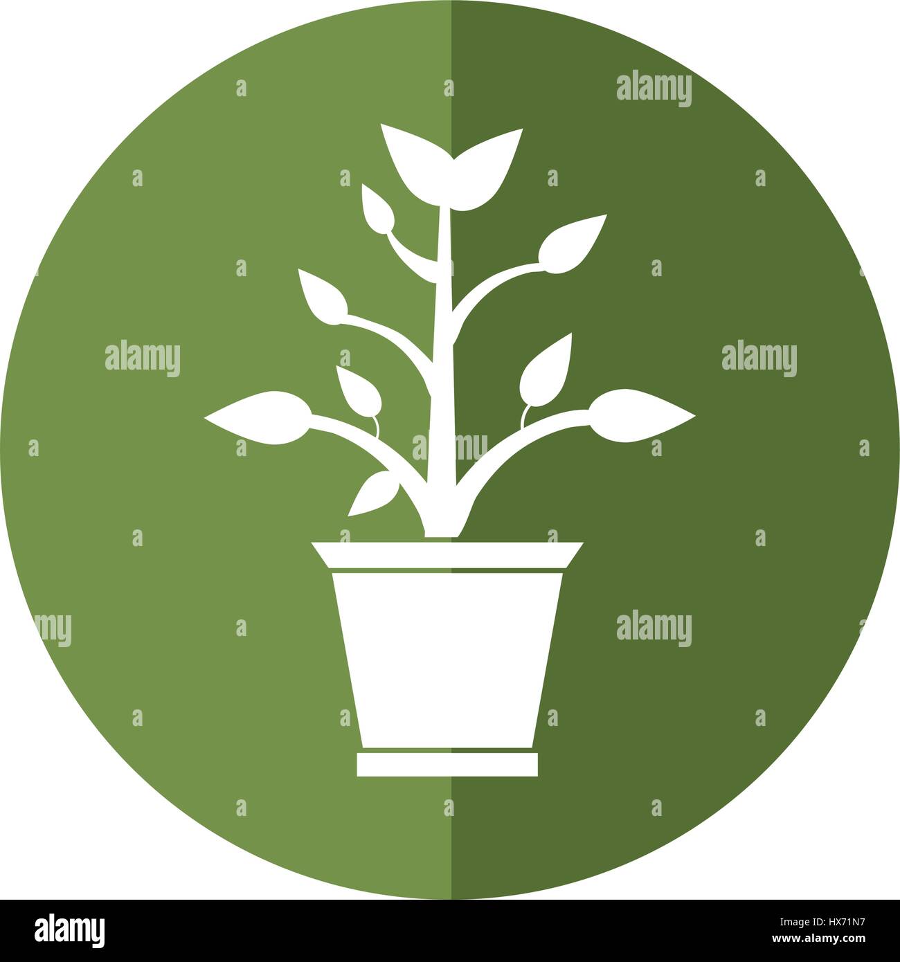 Buxus sempervirens plant Stock Vector Images - Alamy