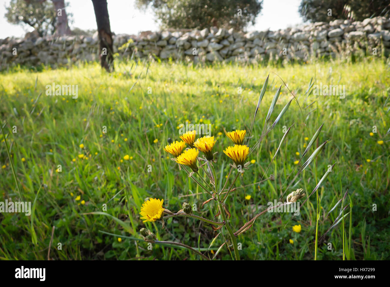 Wild flowers in mediterranean spring Stock Photo - Alamy