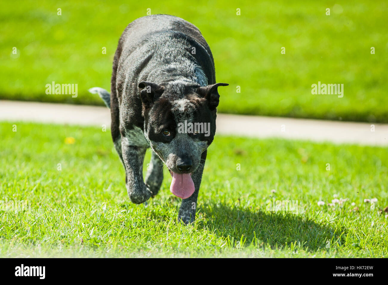 Excited pit bull hi-res stock photography and images - Alamy