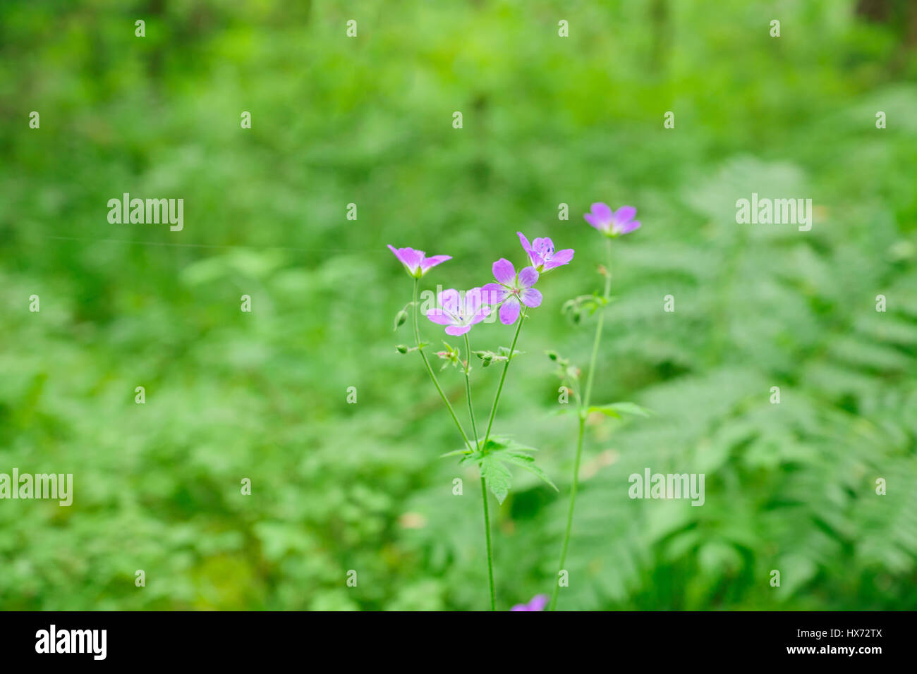 cute little flowers bloom in dense forest Stock Photo - Alamy