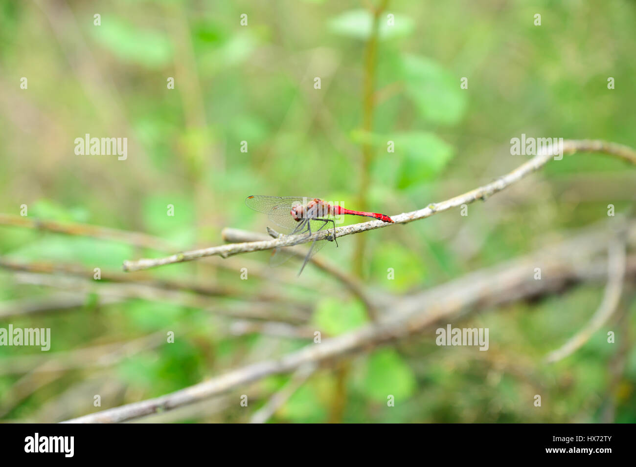 wild dragonfly resting on a branch in the forest Stock Photo - Alamy