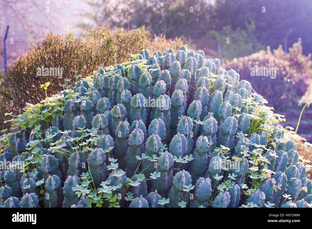 Cactus blooming in winter hi-res stock photography and images - Alamy
