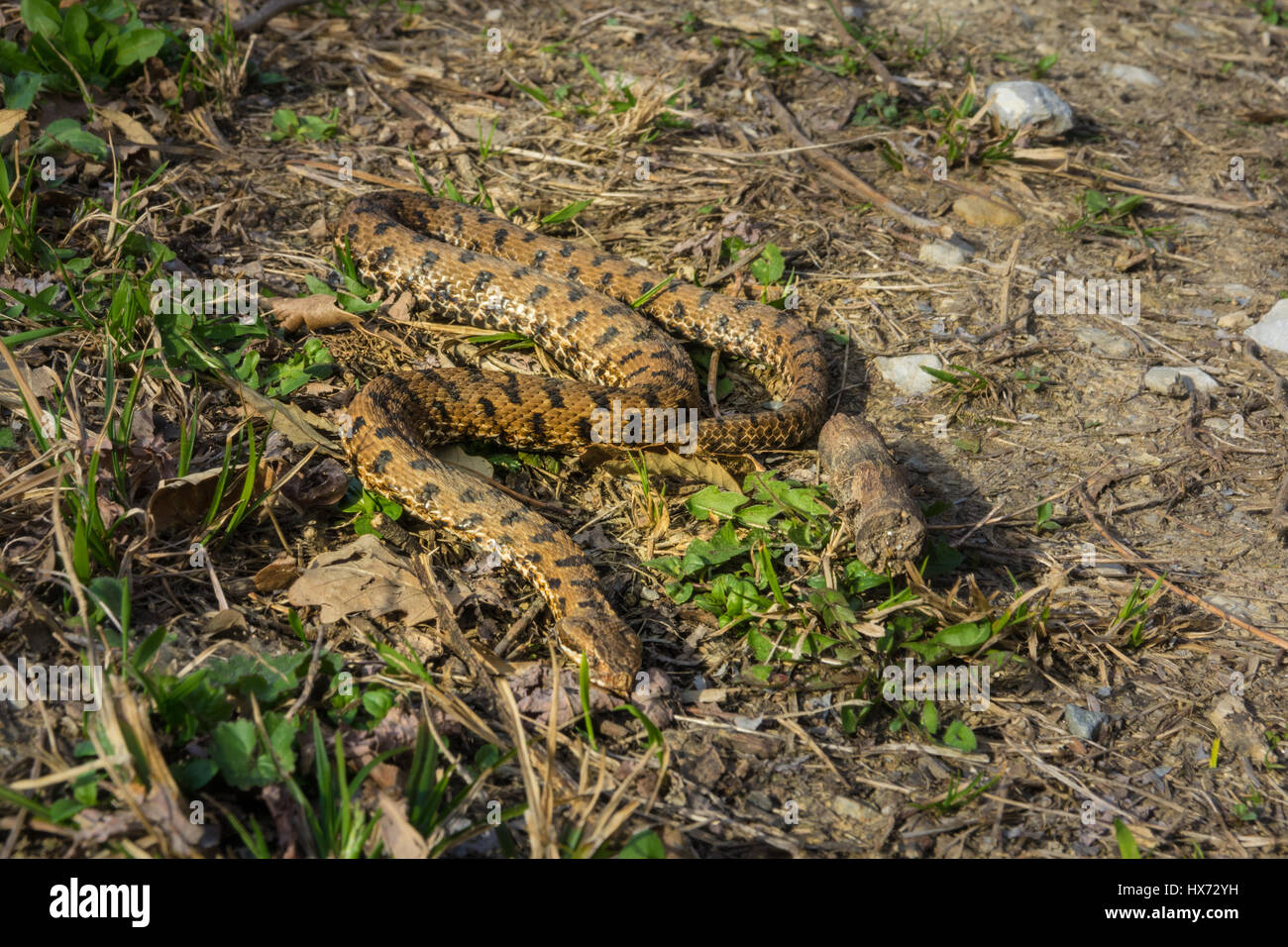 Snake in the Wild Woods Stock Photo - Alamy