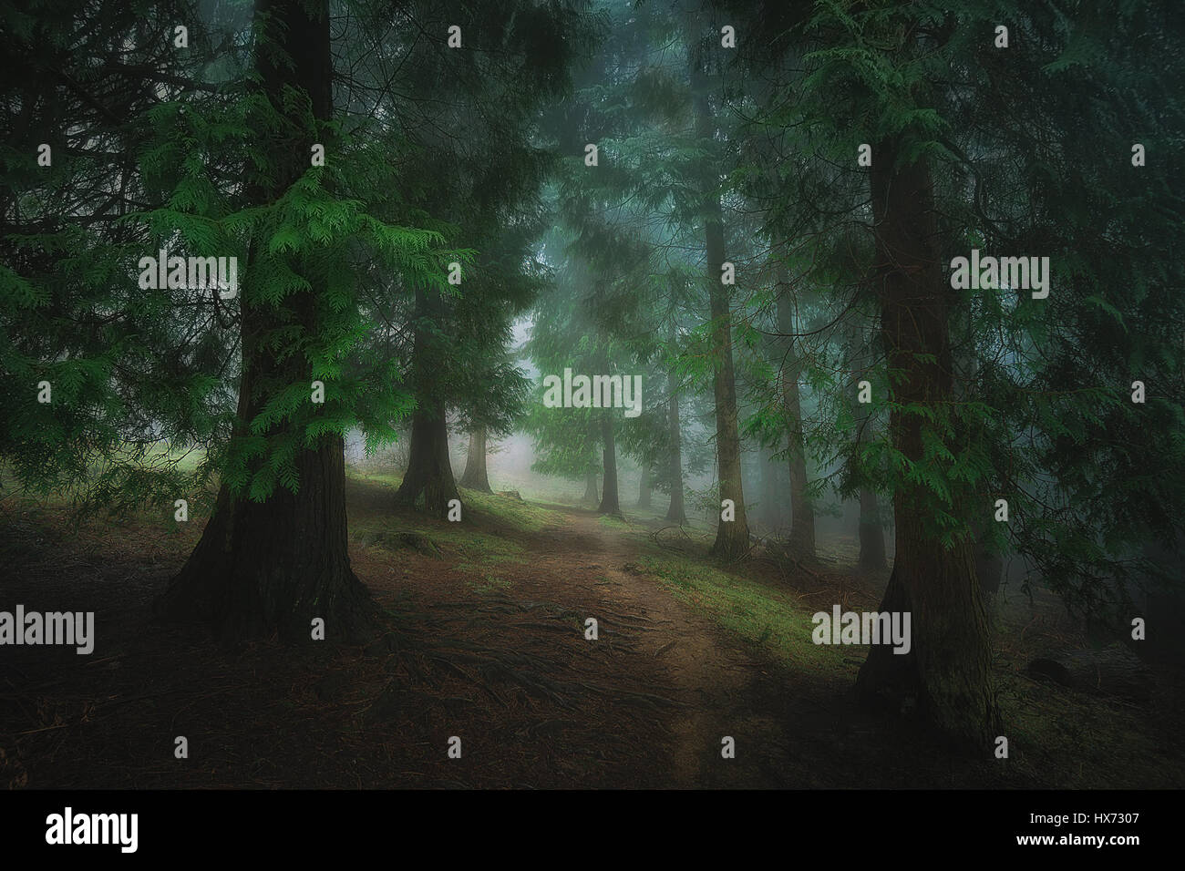 Dark mysterious pathway hi-res stock photography and images - Alamy