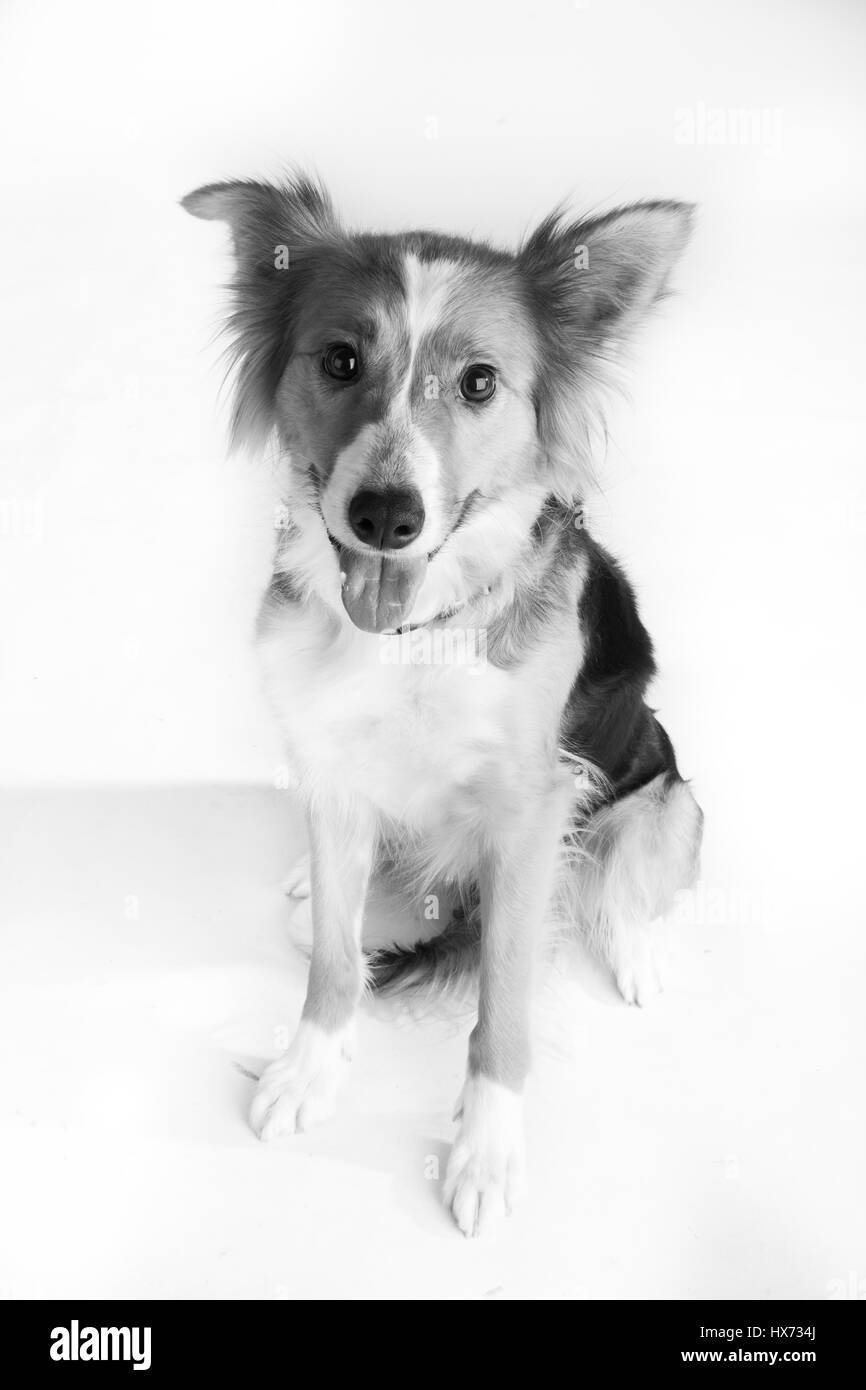 Shirley, The Beatiful collie Stock Photo - Alamy