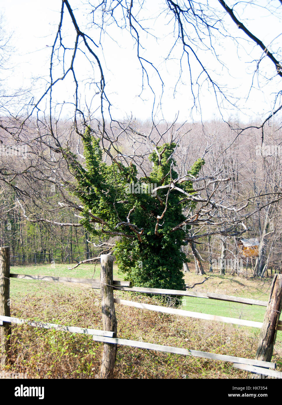 Old tree covered with evergreen woody vine Stock Photo - Alamy